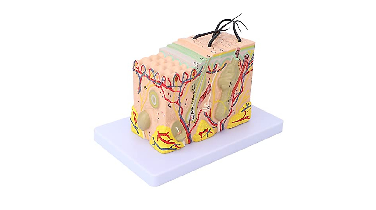 Skin Model 35X Enlarged Anatomical Skin Teaching Aid for Study and ...