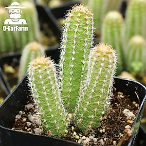 O-FarFarm Cactus Soil Potting Mix 1.1 LBS, Optimized PH Fast Draining with Added Nutrients, Perfect for Small Cactus Pots