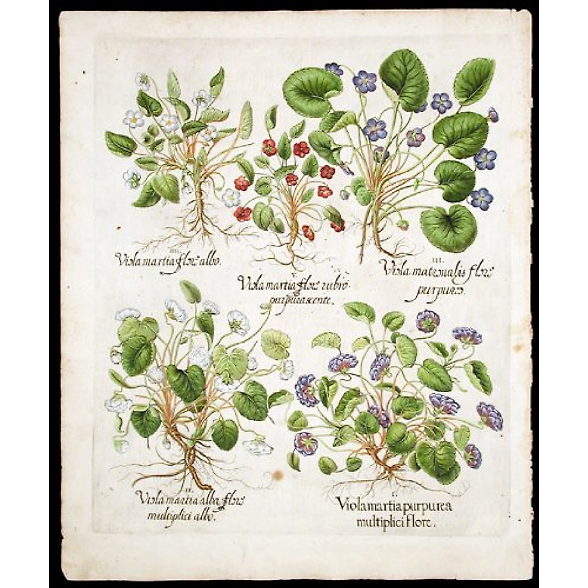 [Double-flowered sweet violet] Viola martia purpurea multiplici flore; [Double-flowered sweet violet] Viola martia alba flore multiplici albo; [Wild sweet violet]Viola matronalis flore purpureo; [Sweet violets] Viola martia flore albo, Viola martia flore