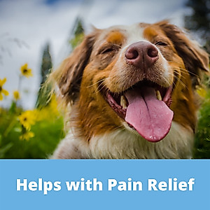 House of Healing Hemp Oil Calming Aid for Dogs & Cats :: 1,500mg 1oz :: Hemp Extract for Pets :: Rich in Omega 3,6,9 :: Supports Hip & Joint Health, Natural Relief for Pain, Separation and More