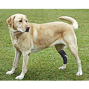 Rear Dog Leg Brace One Pair Heals Hock Joint Wrap Sleeve for Hind Legs(L/Long)