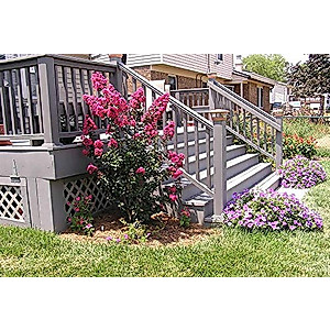 1195B-Dwarf Pink Crape Myrtle (Lagerstroemia Indica) Seeds by Robsrareandgiantseeds UPC0764425788461 Non-GMO,Organic,USA Grower,Bonsai,Showy, Butterfly Flower,1195-B Package of 10 Seeds