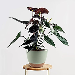 Giraffe Creation 9 inch Plant Pots 2-Pack, Self Watering Flower Pots Indoor Outdoor, Planters with Drainage Hole Saucer Reservoir, Green Brown