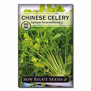 Sow Right Seeds - Chinese Celery Seeds for Planting - Non-GMO Heirloom Packet with Instructions to Plant and Grow a Home Vegetable Garden - Culinary and Compact Herb, Abundant Stalks (1)