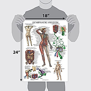 Palace Learning Laminated Lymphatic System Anatomical Poster - Lymphatic Anatomy Chart - 18" x 24"