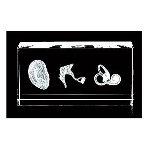 Ear Three Image 3D Laser 1lb Crystal, Anatomy, Outer Middle and Inner