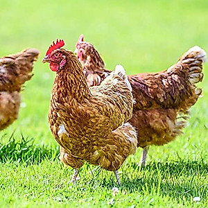 YIFULOWA Chicken Nesting Box Herbs 20oz Vacuum-Packed, Natural 6 Dried Herbs for Chicken Coop Freshness, Healthy Hens, Optimal Egg Production and Reduced Stress