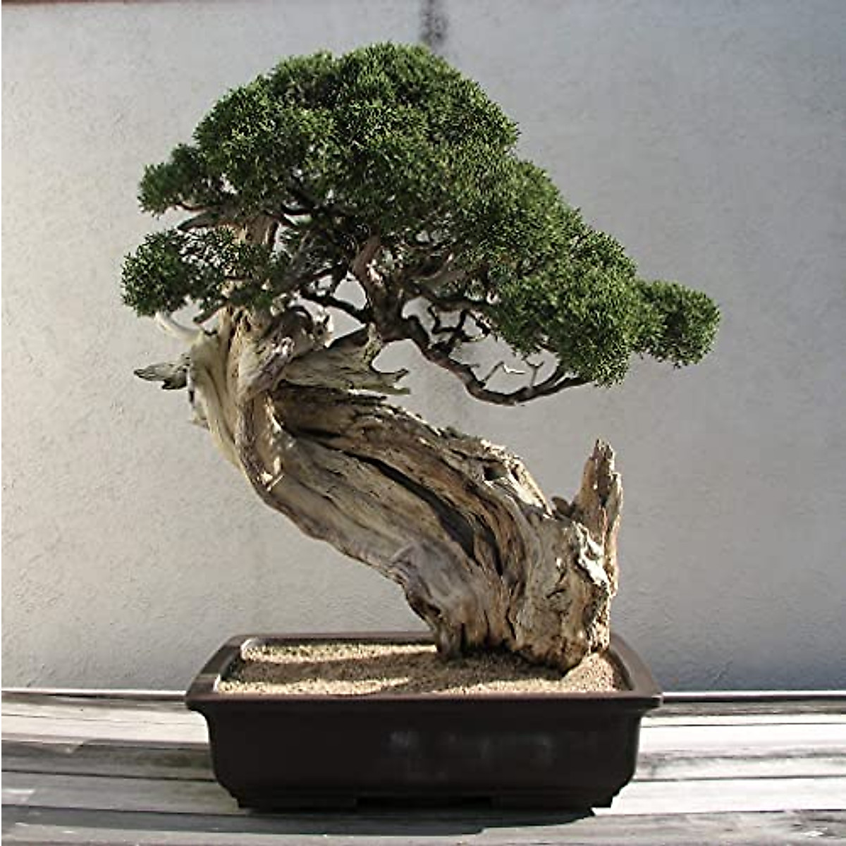 Bonsai Tree | Rocky Mountain Juniper | Seed Grow Kit | The Jonsteen Company