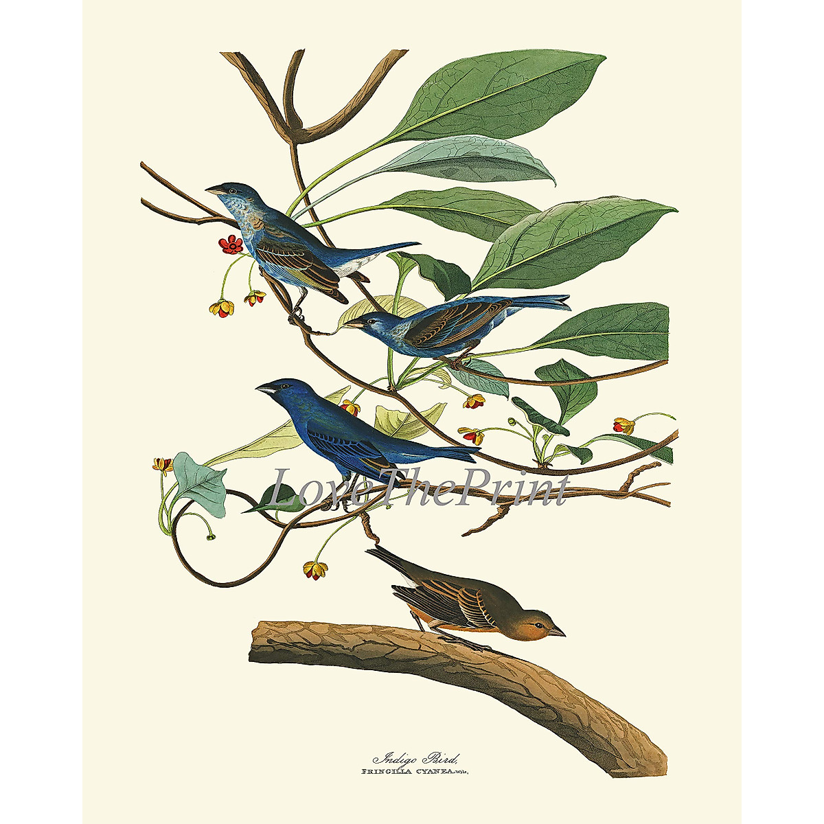 Bird Print Wall Art Set of 4 Prints Beautiful James Audubon Titmouth Fork-tailed Flycatcher Blue Bird Bluebirds Indigo Bird on Pine Tree Blooming Magnolia Flower Home Room Decor Unframed