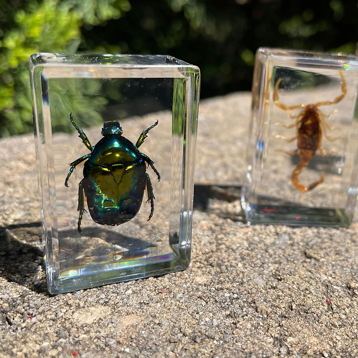 Dr. Steve Hunters - Bugs World Collection - 10 REAL insects - Scientific Educational Toy