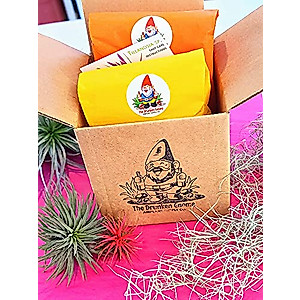 Small Air Plants - 3 Ionantha Fuego - 1 to 2 Inch Air Plant - Color & Form Varies by Season - 30 Day Guarantee on Tillandsia from The Drunken Gnome (3, One Size 1-2")