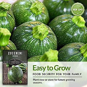 Survival Garden Seeds - Round Zucchini Seed for Planting - Pack with Instructions to Plant and Grow Small Green Zucchinis in Your Home Vegetable Garden - Non-GMO Heirloom Variety
