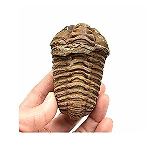 Acxico 1Pcs Flexicalymene Moroccan Trilobites Fossil 4-5.5cm- Morocco