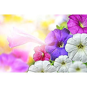 Mixed Color Tall Morning Glory Climbing Vine | 150 Seeds to Plant | Beautiful Flowering Vine. Made in USA, Ships from Iowa