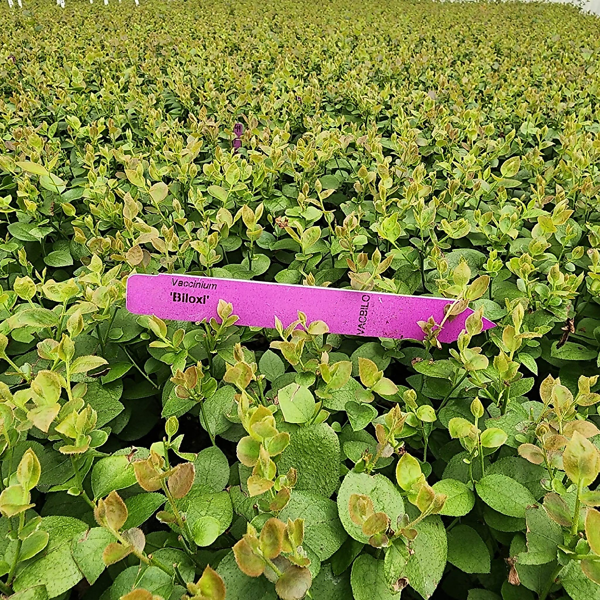 Blueberry plant "Biloxi" Set of 4 starter live plants