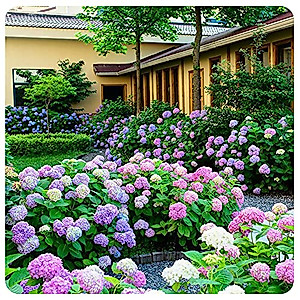 Mixed Hydrangea Seeds Flowers for Planting Non-GMO Home Garden Mixed Colors (100+)