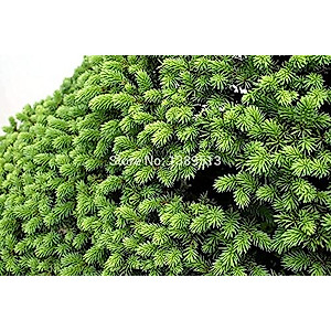 Bonsai Seeds 100 pcs Japanese White Spruce Pine, Pinus parviflora, Tree Seeds Bonsai Evergreen DIY Home Gardening