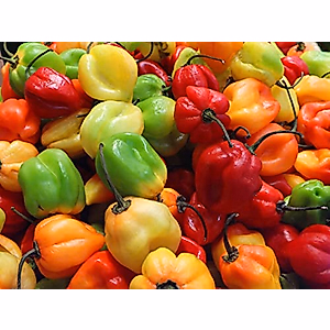 Scotch Bonnet Pepper Seeds for Planting - 200 Vegetable Seeds for Planting Home Garden Perennial Hot Pepper Seed