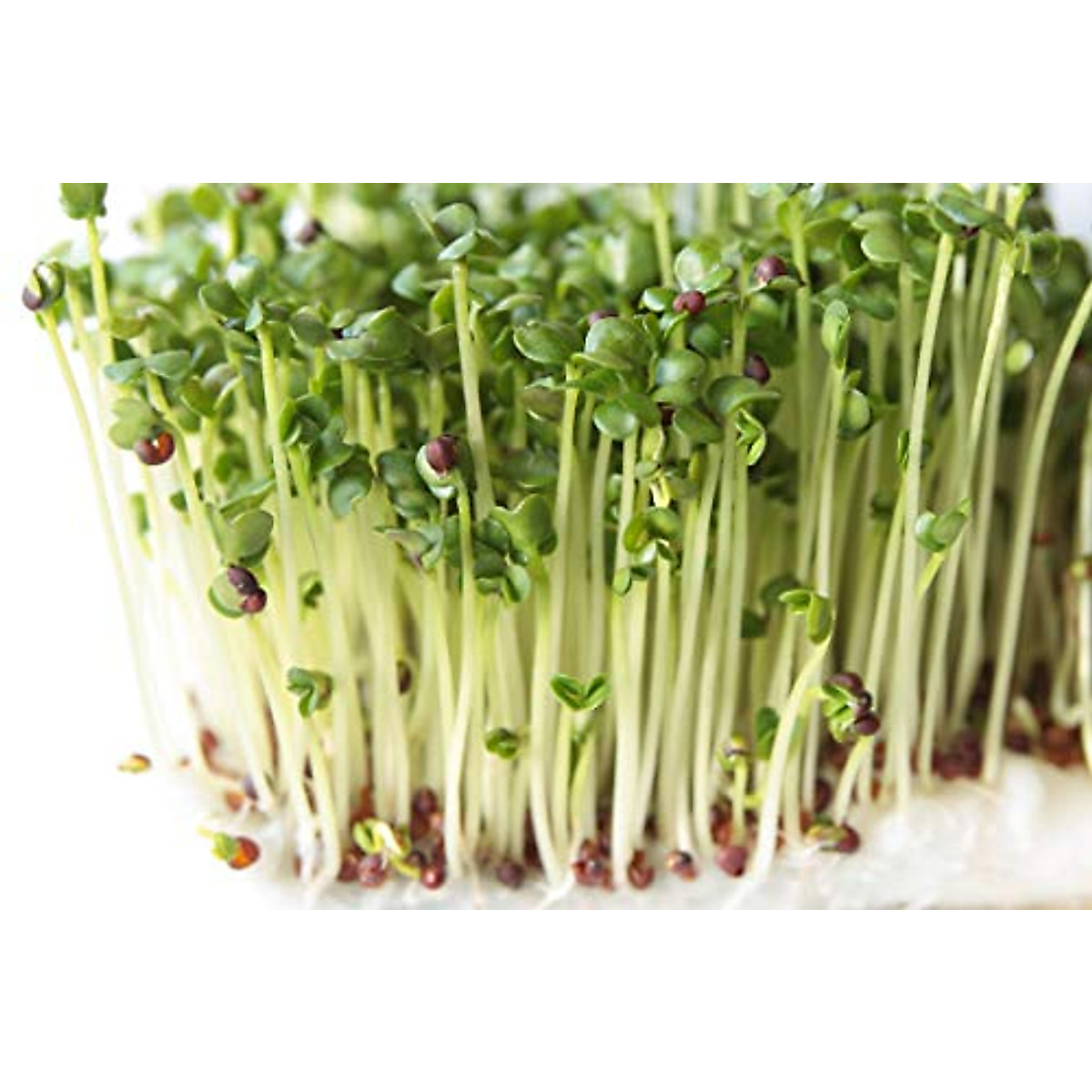 Nature Jims Sprouts Broccoli Sprout Seeds - Certified Organic Broccoli Sprouting Seeds for Indoor/Outdoor Use - Rich in Sulforaphane Healthy, Nutritious Broccoli Seeds Sprout in 5 Days - 8oz