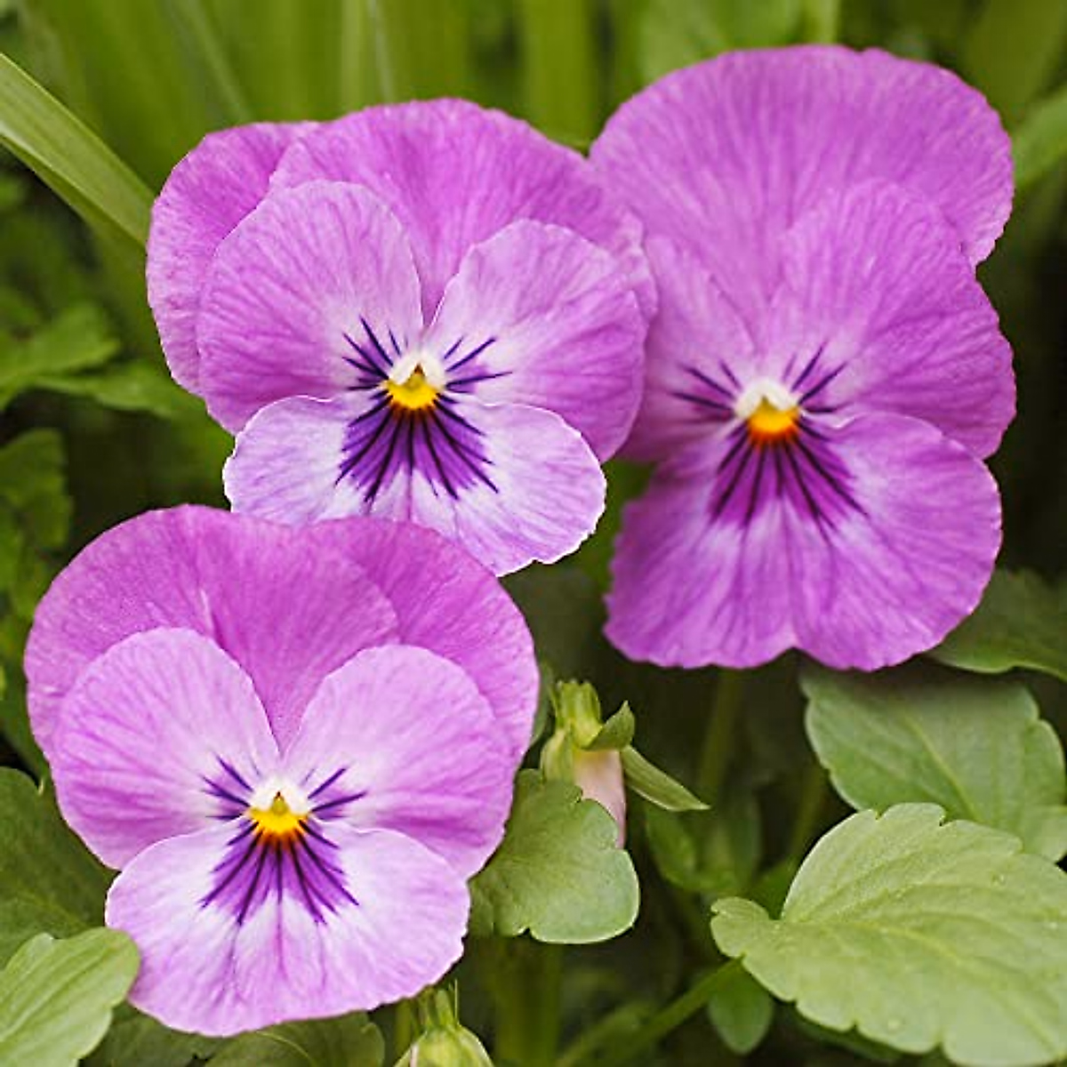 Pansy Seeds Viola Wittrockiana Perennial Fragrant Evergreen Deer Resistant Bed Border Edging Container Otdoor 250Pcs Mixed Colors Flower Seeds by YEGAOL Garden