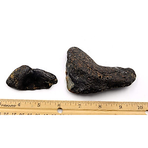 Megalodon Teeth Lot of 10 Shards Fossils w/10 info Cards Shark #15665 32o