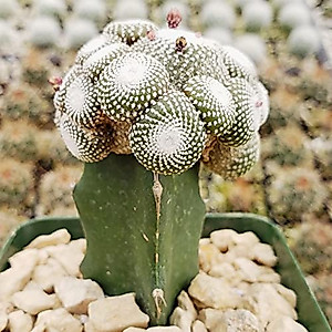QAUZUY GARDEN 50 Rare Cactus Seeds Blossfeldia Liliputiana - Exotic Perennial Succulent Plants Seeds - Striking Houseplant Indoor Outdoor Container Plant