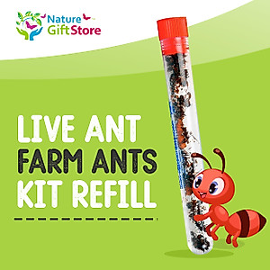 Live Ant Farm Ants Kit Refill - 25 Red Harvester Ants for Ant Farms - Educational Insect Exploration Set Shipped with Order - Guaranteed Live Arrival - Science Project Supplies for Kids & Adults