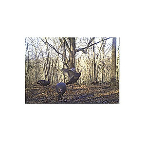 Bearded Hen - Wild Turkey Scratch Feed Supplement - All Natural Vitamin Fortified w/ Oyster Shell Calcium - Game Bird Attractant (3 Pounds)