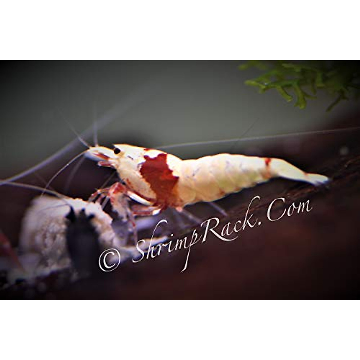 ShrimpRack 10 Crystal Red Shrimp CRS Grade S-SSS Live Freshwater Aquarium Shrimps 1/4 to 1/2 inch Long.