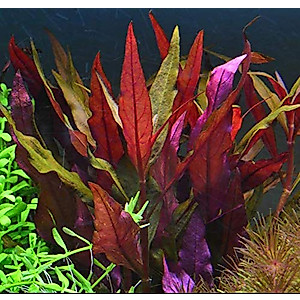 Mainam Alternanthera Reineckii VAR. Roseafolia Telanthera Freshwater Red Stem Live Aquarium Plant