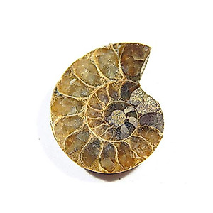 XUETZALCOATL Deveshah Sudarshan Shaligram 1.5cm - 2.5cm from Kali Gandaki 1 pcs