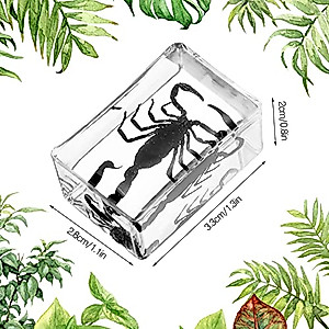 20 Pcs Insect in Resin Bug Preserved Specimen Collection Paperweights Resin Insects Various Insect Specimen for Office Men Women Biology Science Teacher Education Bug Collection Supplies (Butterfly)