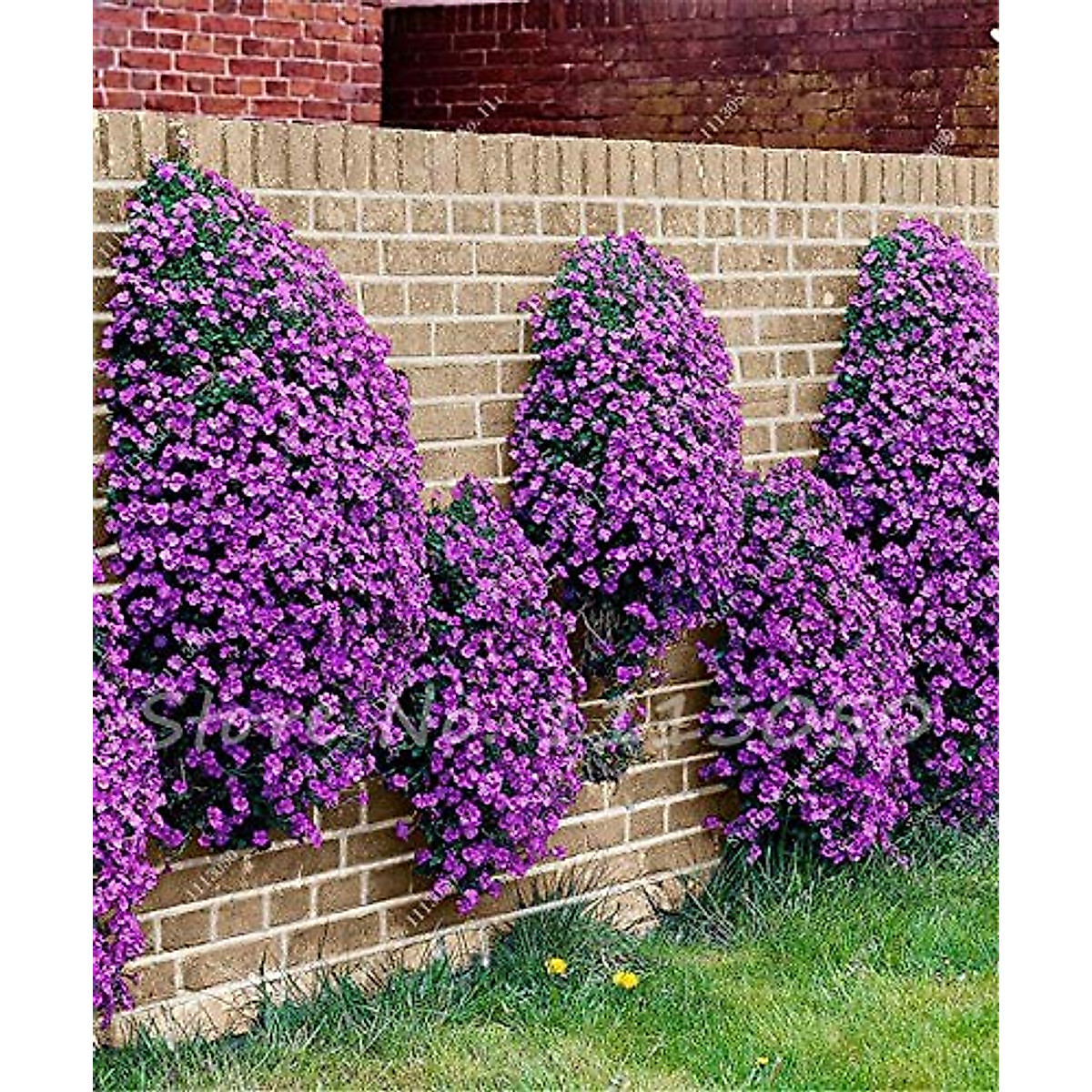 Rainbow Creeping Thyme Plants Blue Rock CRESS Plants - Perennial Ground Cover Flower ,Natural Growth for Home Garden 200 Pcs/Bag - (Color: 12)
