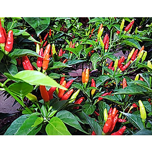 30+ Tabasco Hot Pepper Seeds Heirloom Non-GMO Red Chili Spicy, Rich Flavor, Productive, from USA HARLEY SEEDS