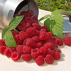 GreenWOW 200+ Red Raspberry Seeds - Non-GMO&Heirloom Organic Friut for Planting Home Garden/Outdoor