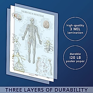 Palace Learning Nervous System Anatomy Poster - LAMINATED - Autonomic Nervous System & Brain Anatomical Chart - 18" x 24"