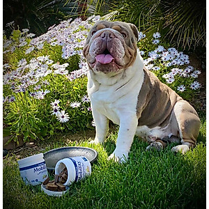 Lively Paws™ Mobility 10 Hip & Joint Care Supplement for Dogs- Soft Chews with Glucosamine, MSM, Green-Lipped Mussel, Manganese, Chondroitin & Vitamin C