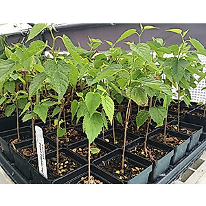 Dwarf Everbearing Mulberry Plant - Morus nigra - Live Plant