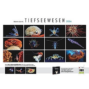 Tiefseewesen 2024