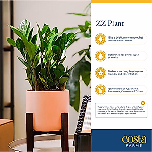 Costa Farms ZZ Plant, Live Indoor Houseplant in Modern Decor Planter, Natural Air Purifier in Potting Soil, Gift for Plant Lovers, Birthday Gift, Tabletop Living Room Decor, Desk Decor, 12-Inches Tall