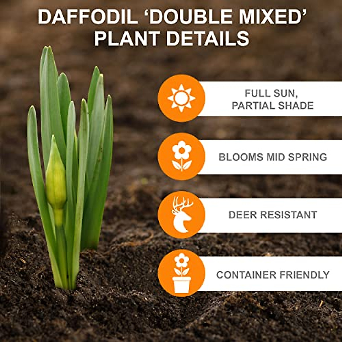 Garden State Bulb Double Mixed Daffodil Flower Bulbs, 14/16cm (Bag of 25)