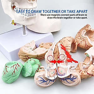 Human Skull and Brain Anatomy Model Life-Size with Cervical Vertebra & Base for Classroom Medical Neuroscience Anatomy Teaching & Studying