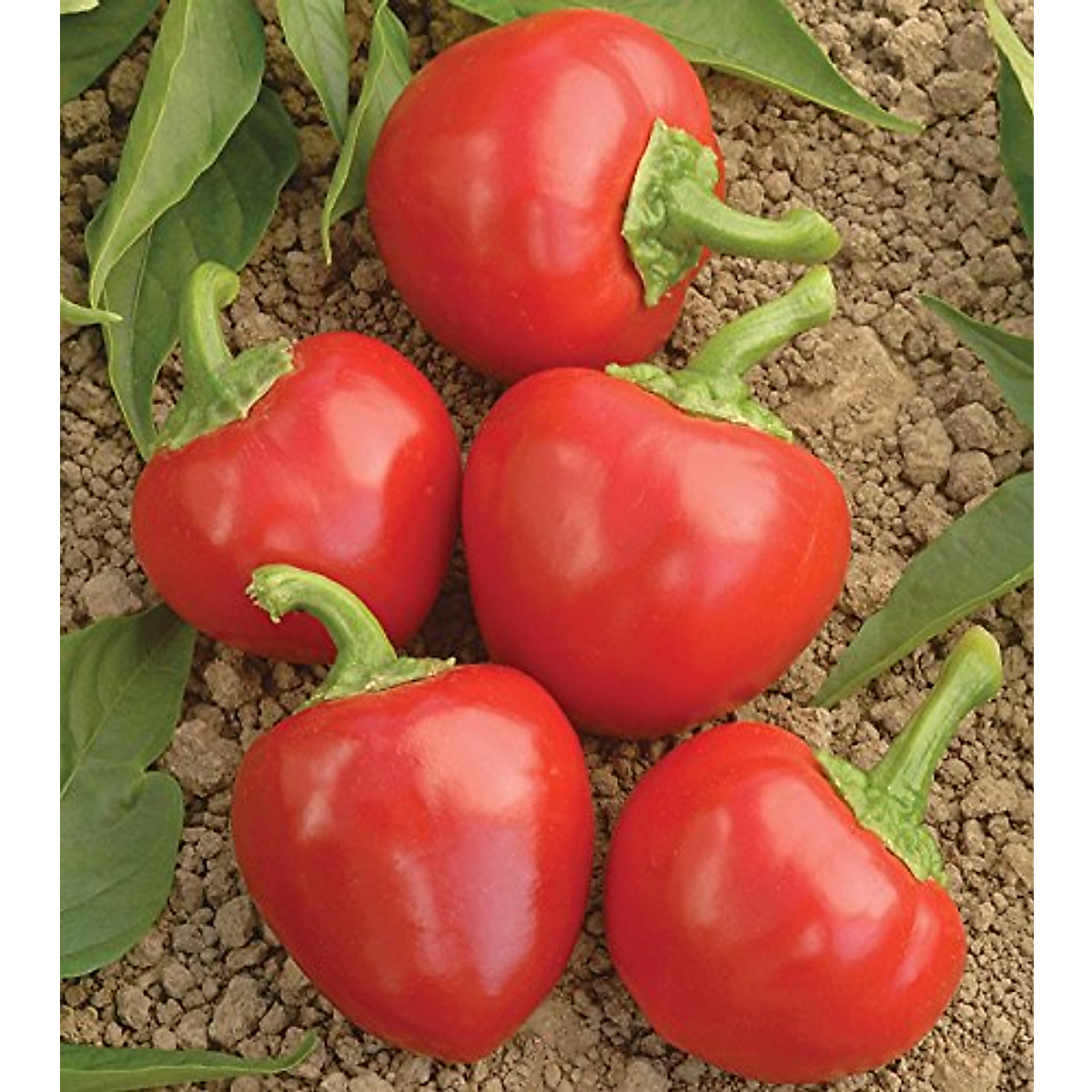 Sweet Red Cherry Pepper Seeds for Planting, 25+ Heirloom Seeds Per Packet, (Isla's Garden Seeds), Non GMO Seeds, Botanical Name: Capsicum annuum, Great Home Garden Gift