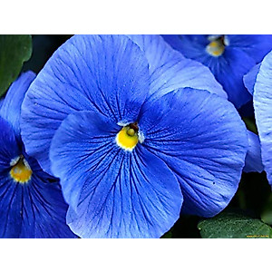 100+ Mixed Viola Pansy Mars Helen Seeds Blue Flower Perennial Garden
