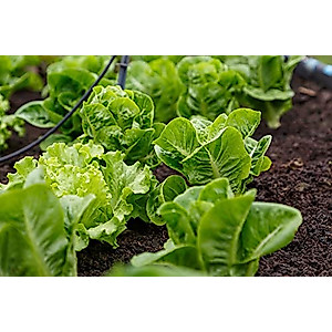 Buttercrunch Butterhead Lettuce Seeds for Planting, 1000 Heirloom Seeds Per Packet, (Isla's Garden Seeds), Non GMO Seeds, Botanical Name: Lactuca Sativa, Great Home Garden Gift