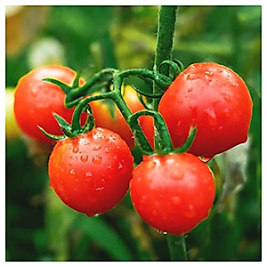 Everwilde Farms - 100 Large Red Cherry Tomato Seeds - Gold Vault Jumbo Seed Packet