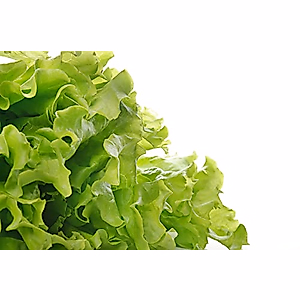 Salad Bowl Lettuce Seeds for Planting, 1000+ Heirloom Seeds Per Packet, (Isla's Garden Seeds), Non GMO Seeds, Botanical Name: Lactuca Sativa, Great Home Garden Gift