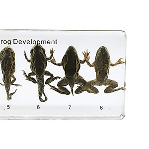 Lifecycle of a Frog Development Paperweight Specimens Paperweight Science Classroom Animal Specimen for Science Education