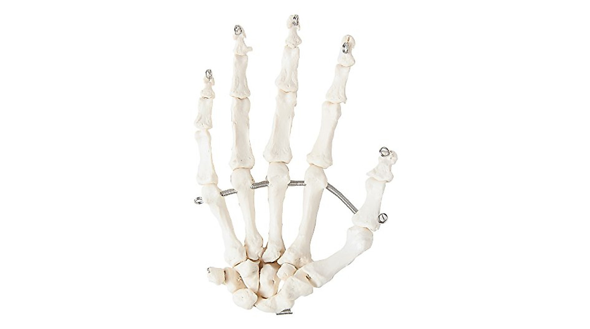 Axis Scientific Skeletal Hand Model | Fully Articulated & Accurate for ...