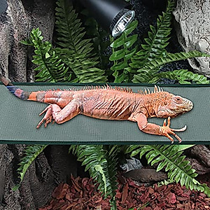 DQITJ 2 Pcs Reptile Hammock Chameleon with Suction Cup Snake Accessories Geckos Swing Climbing Net (Black and Green)